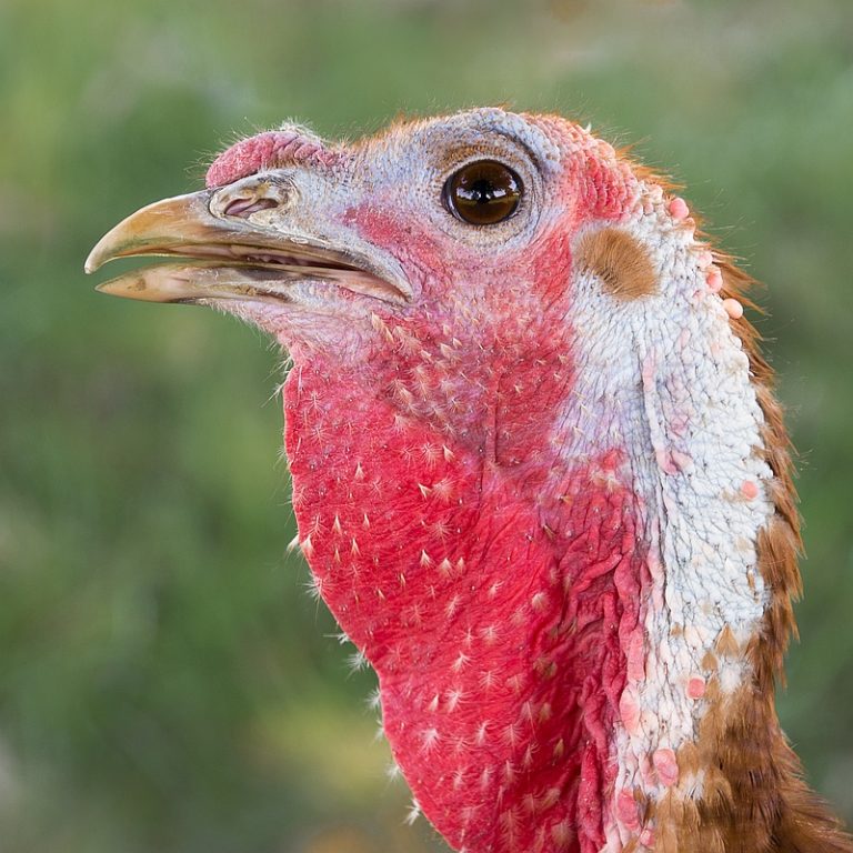 Bourbon Red Turkey - Breed Profile - Backyard Poultry